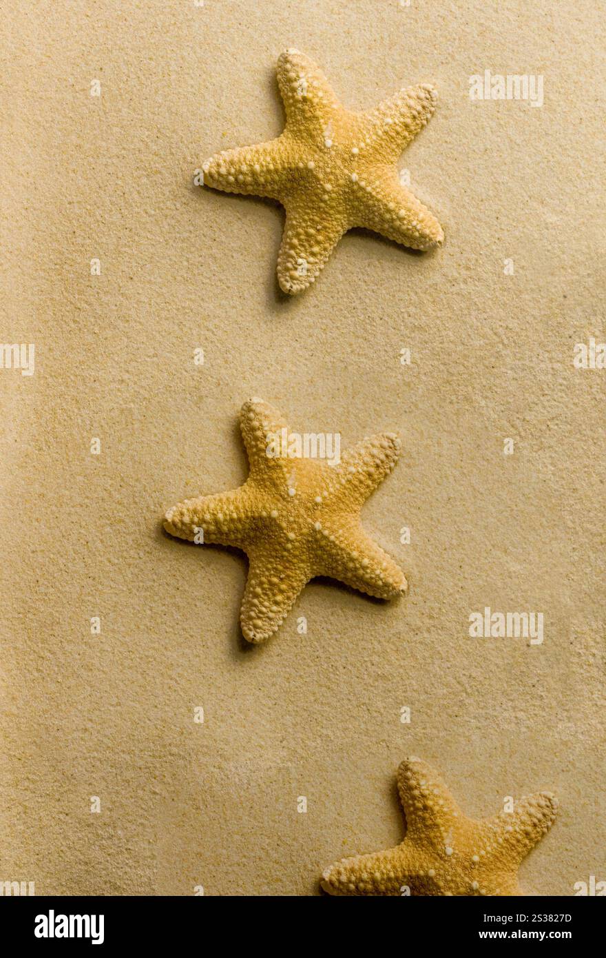 a sea stars on the beach. sea stars on the beach Stock Photo - Alamy