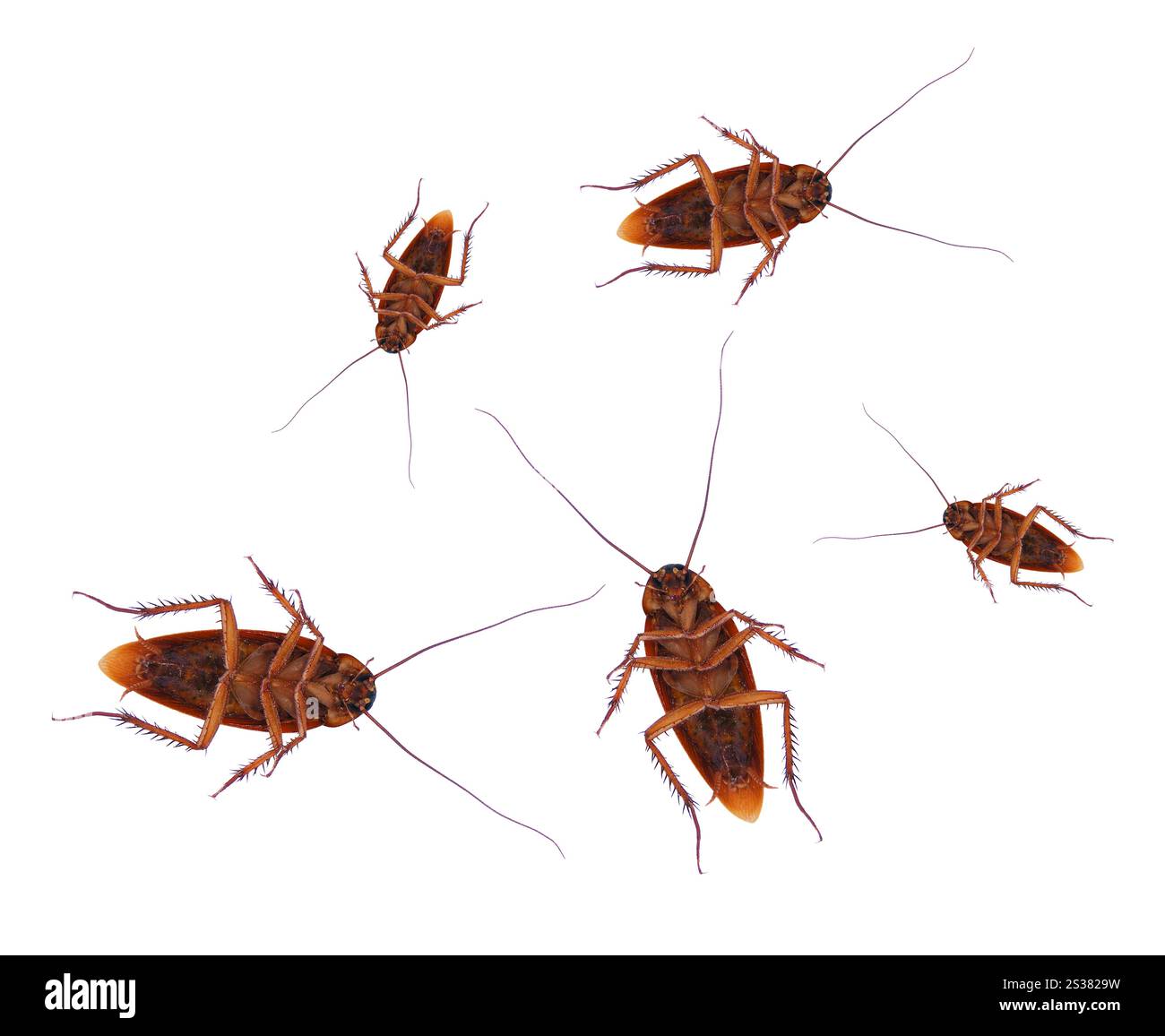 Cockroaches isolated on white background. Cockroaches Stock Photo - Alamy