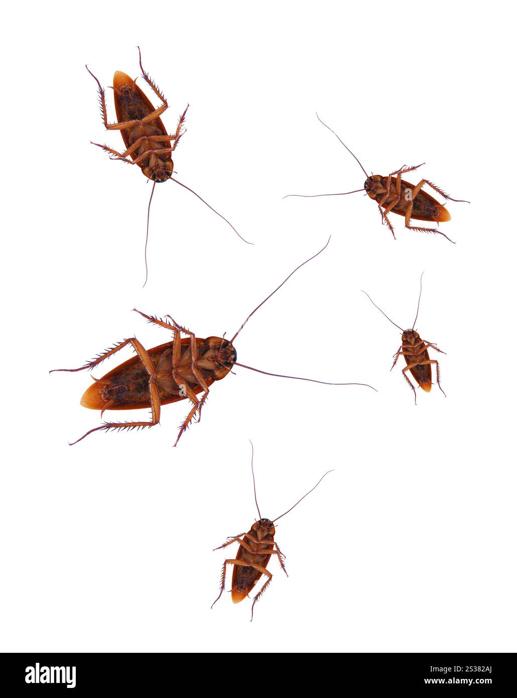 Cockroaches isolated on white background Stock Photo - Alamy