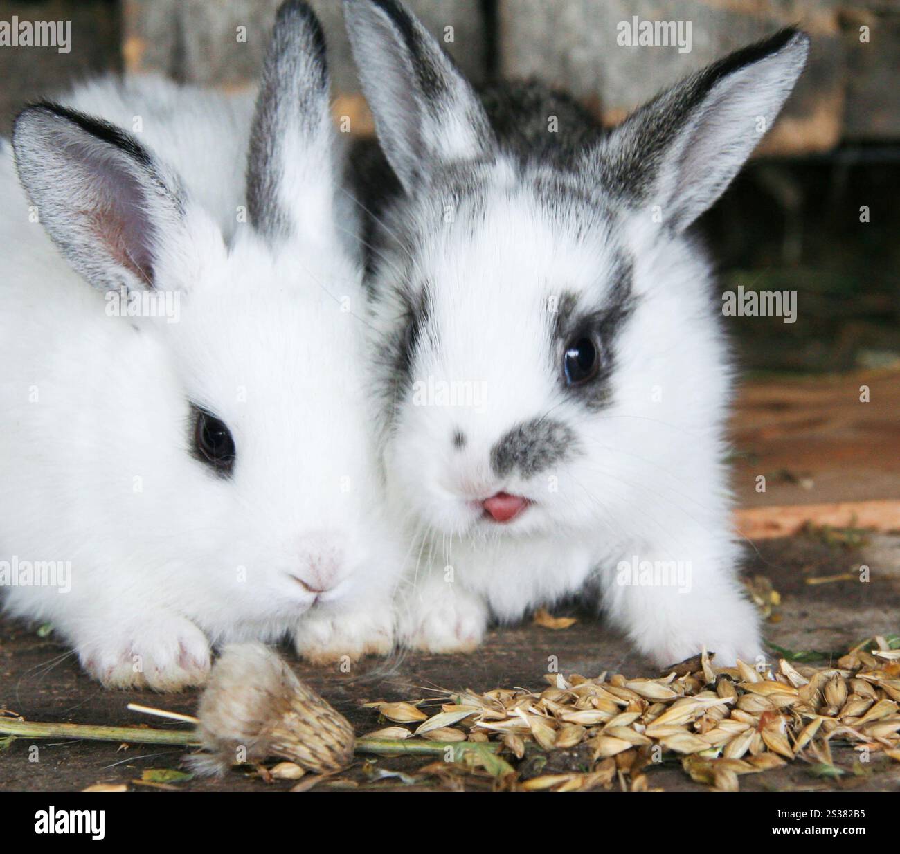 Feeding rabbits on animal farm in rabbit-hutch. Feeding rabbits Stock ...