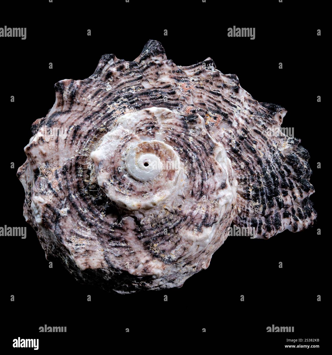 Close-up of an Angaria delphinus shell showcasing its spiral form ...