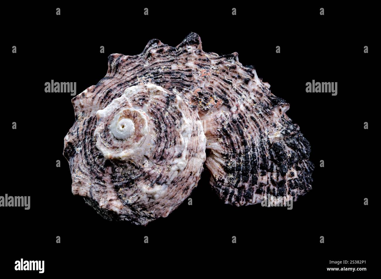 Close-up of an Angaria delphinus shell showcasing its spiral form ...