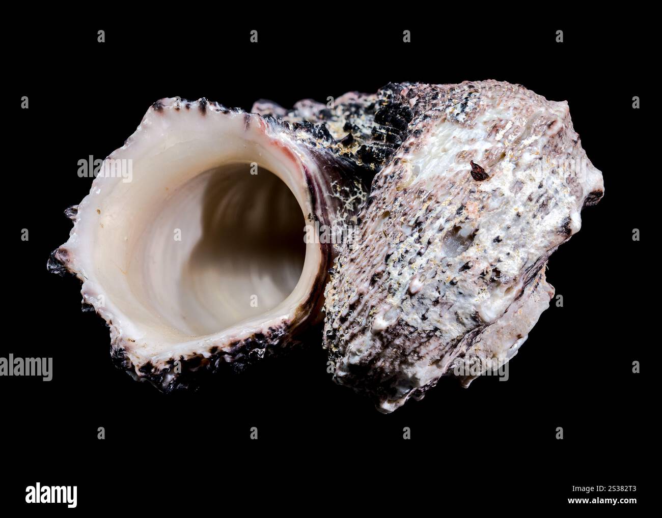 Close-up of an Angaria delphinus shell showcasing its spiral form ...