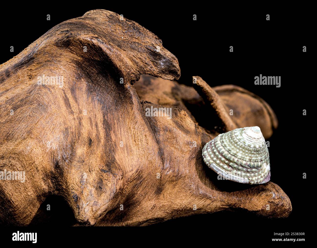 Macro photograph of a small spiral shell with intricate patterns ...