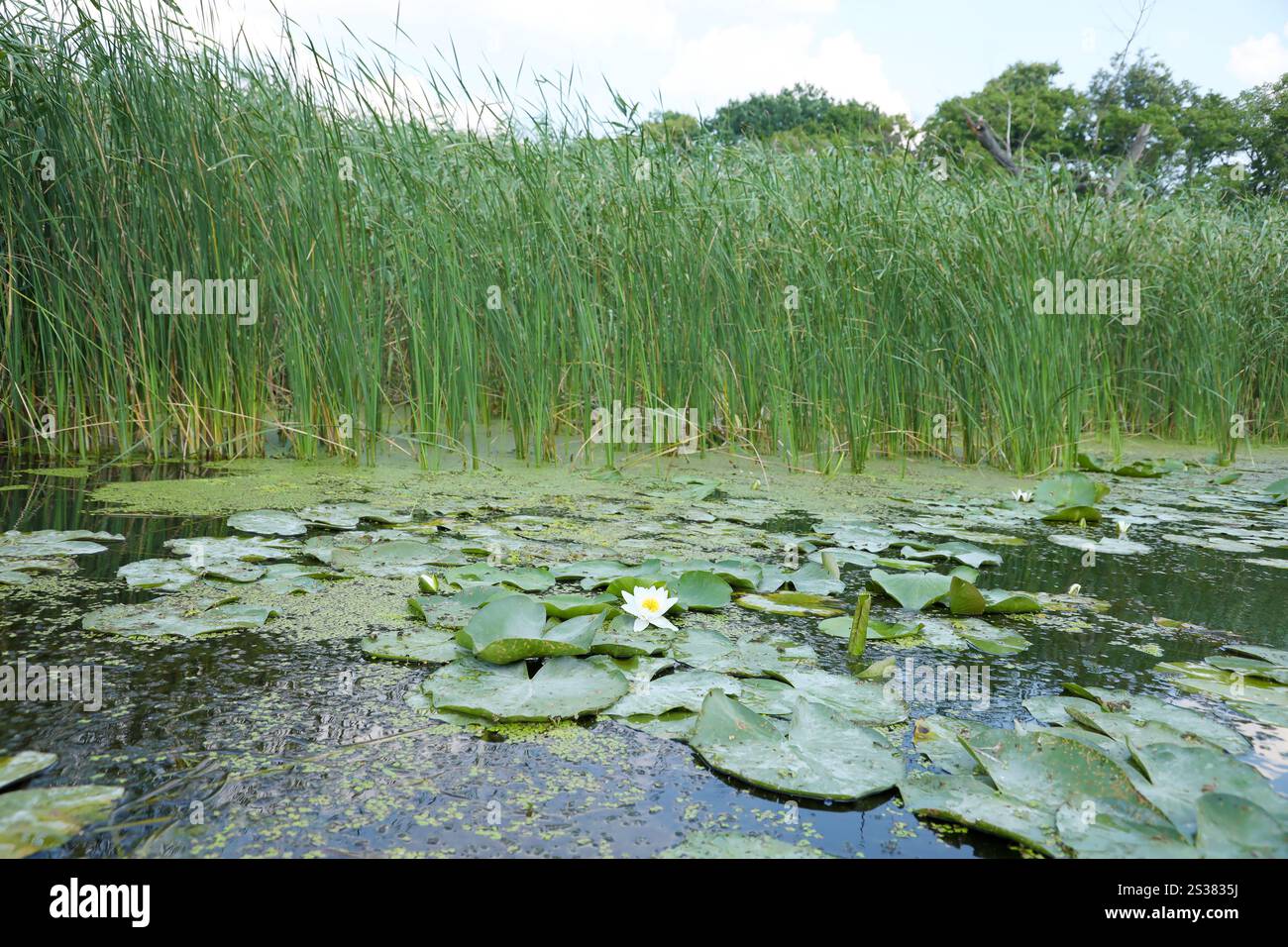 White lotus lily flower with yellow pollen and green round leaves on ...