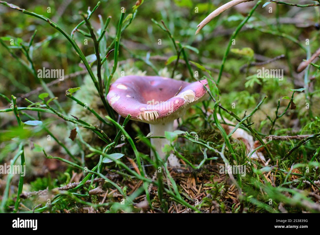 Mushroom russula in the forest macro photo. Mushroom russula in the ...