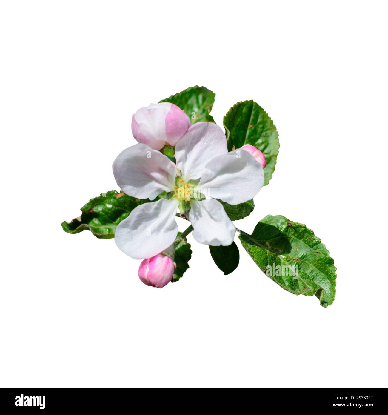 Apple flowers isolate on white background photo. Apple flowers isolate ...