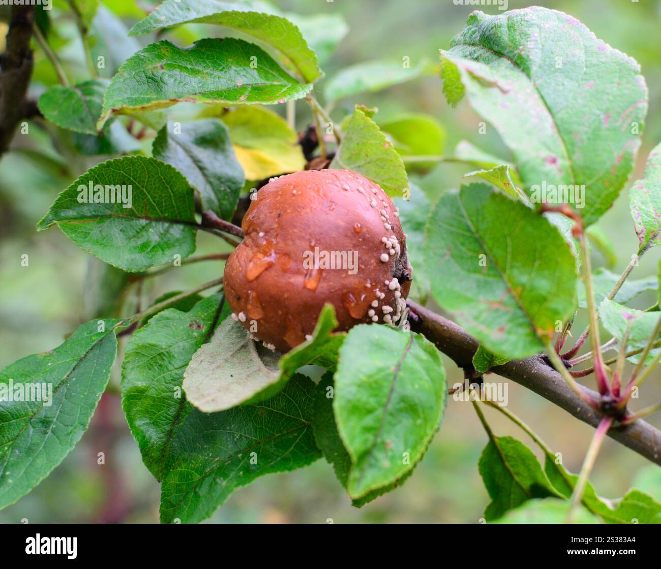 Bad brown rotten apple hanging on a tree. Photo nature. Bad brown ...