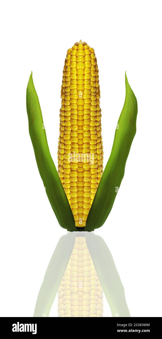 Corn ear are isolated on a white background. Corn ear Stock Photo - Alamy