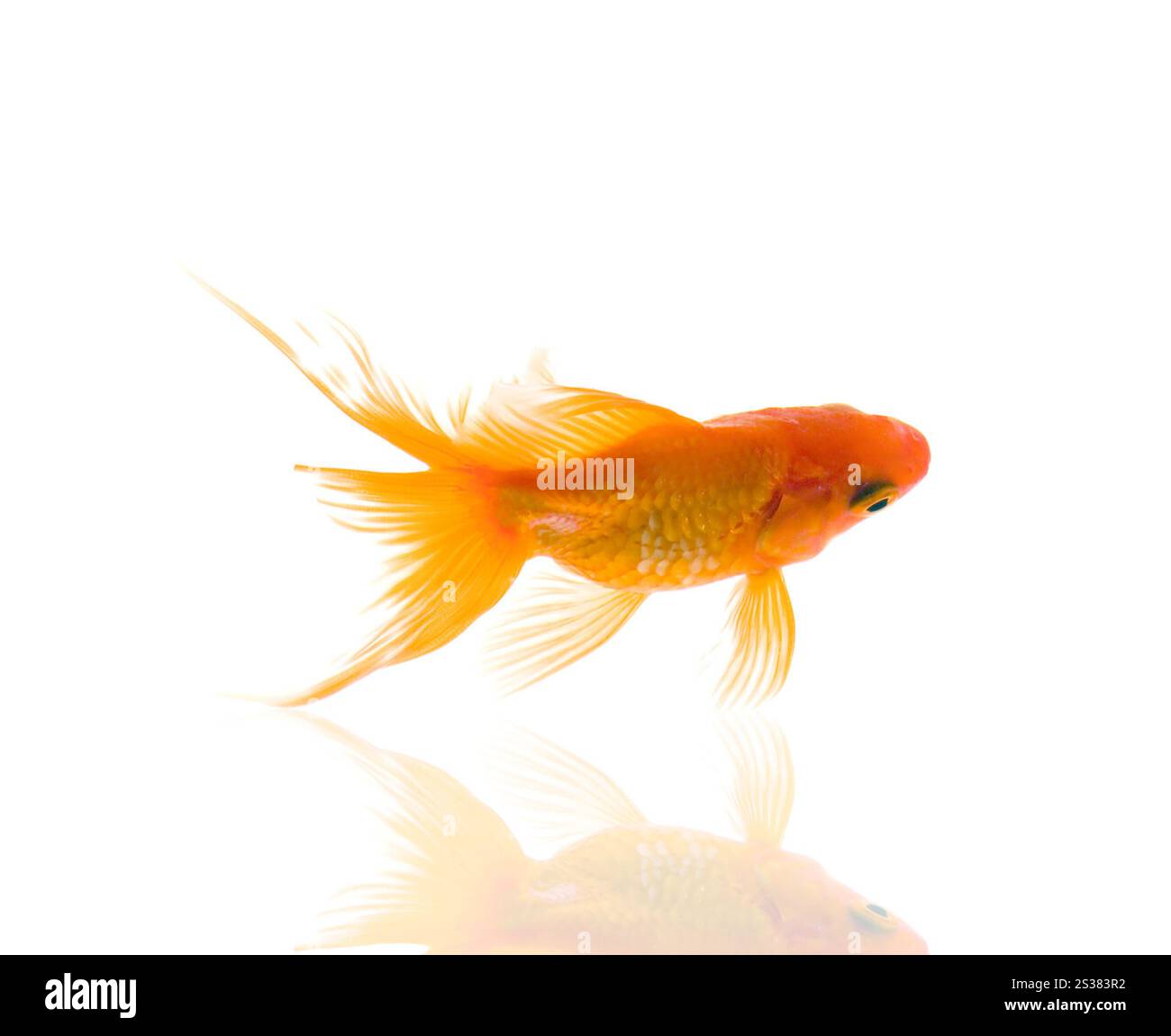 gold fish isolated on white. gold fish Stock Photo - Alamy