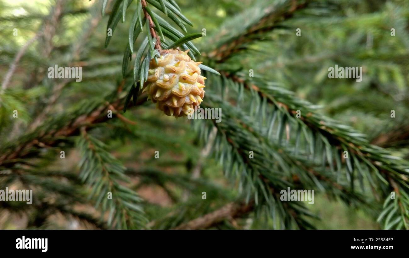 Bud and branches of coniferous tree macro photo. Bud and branches of ...