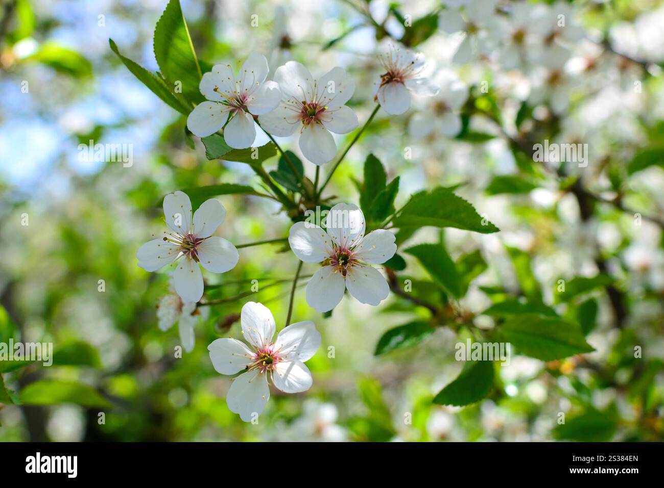 Cherry tree white flowers close up photo nature. Cherry tree white ...