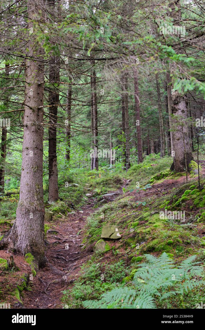 Landscape path in the wild forest vertical photo. Landscape path in the ...