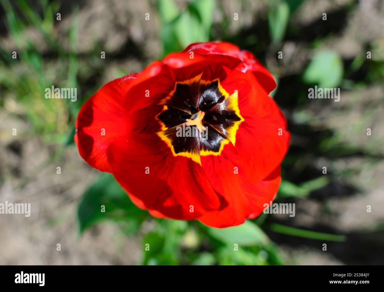 Red single flower tulip top view close up nature photo. Red single ...