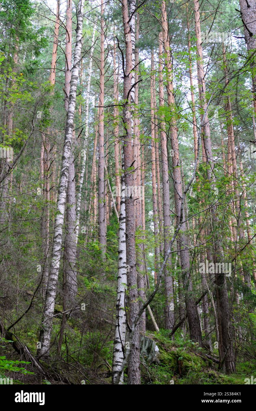 Green tall trees mountain hi-res stock photography and images - Alamy