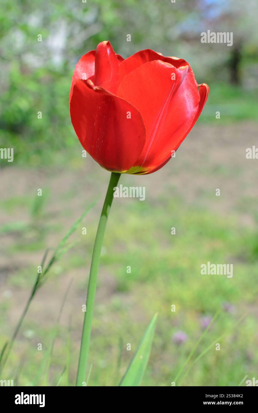 Red single flower tulip nature photo. Red single flower tulip Stock ...