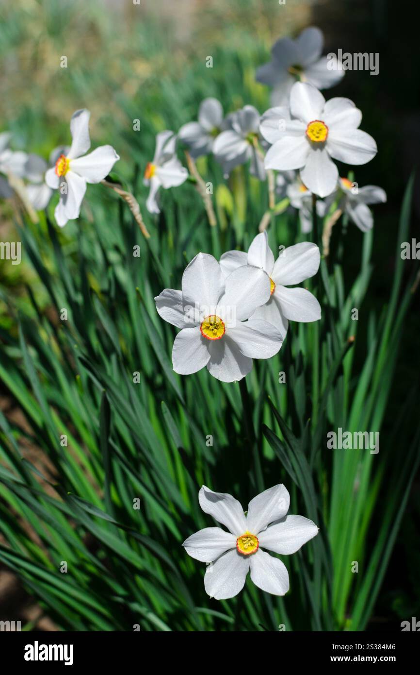 White beauty flowers spring vertical nature photo. White beauty flowers ...