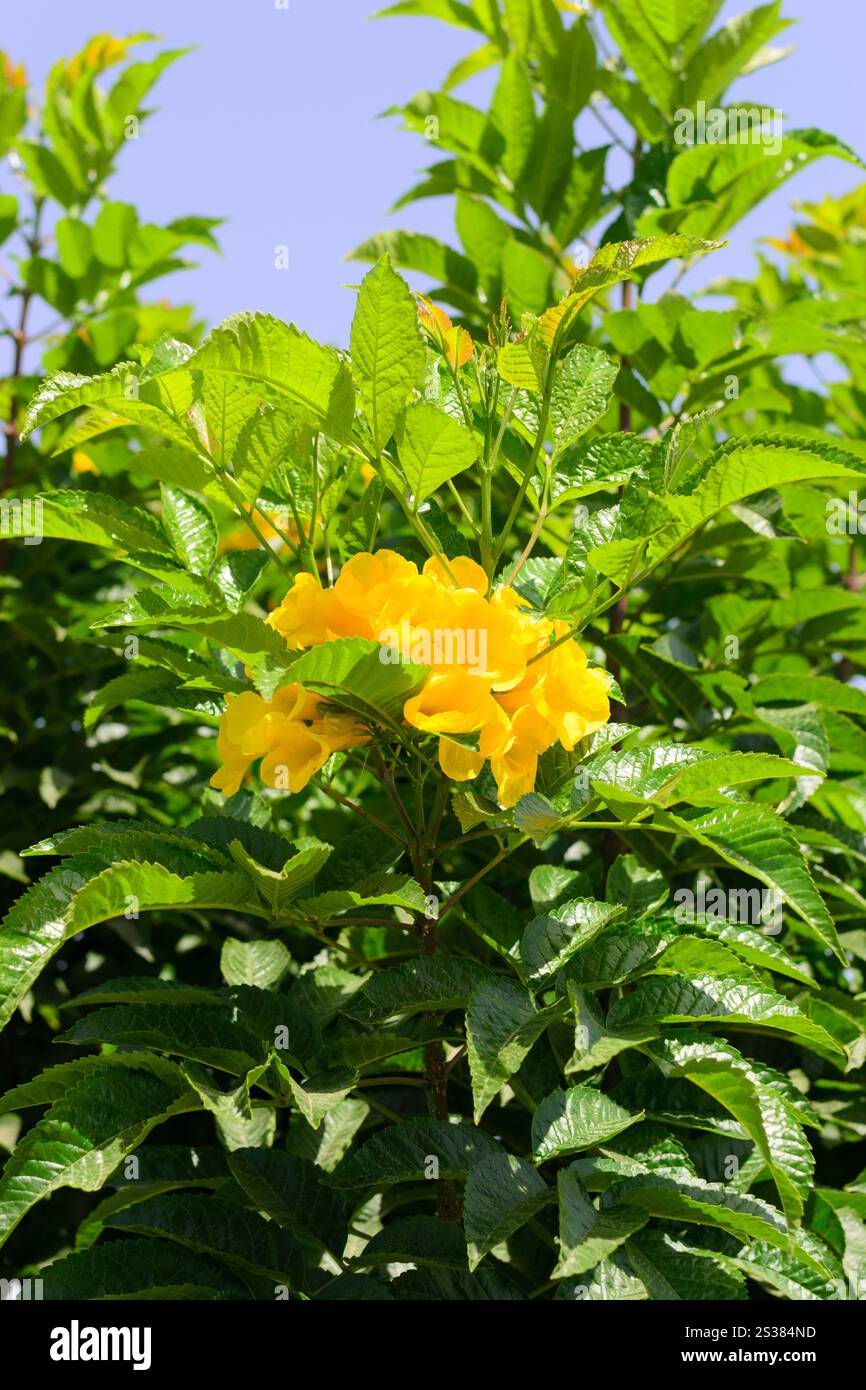 Yellow tropical flowers vertical photo. Yellow tropical flowers ...