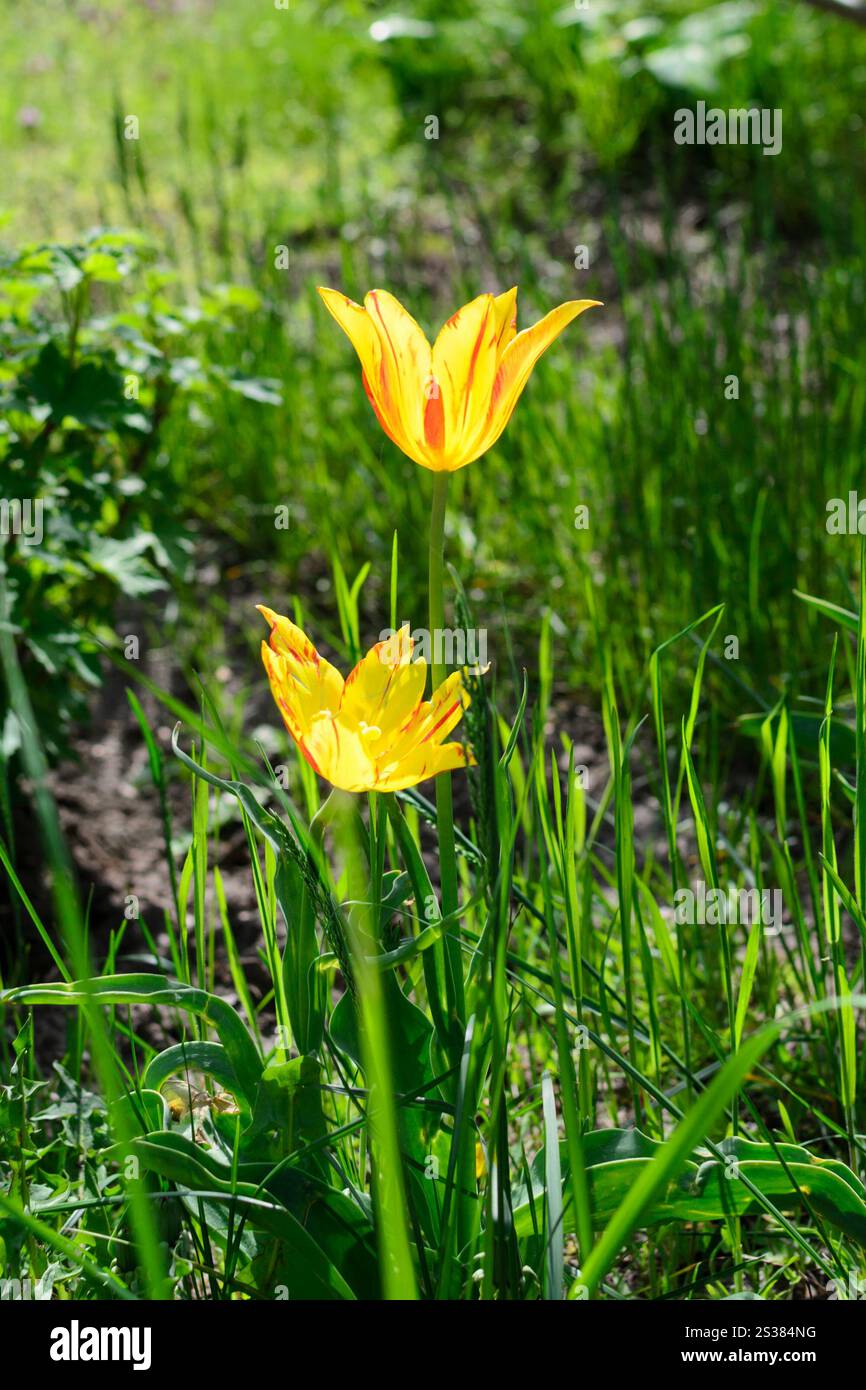 Yellow flower tulip spring nature photo. Yellow flower tulip spring ...