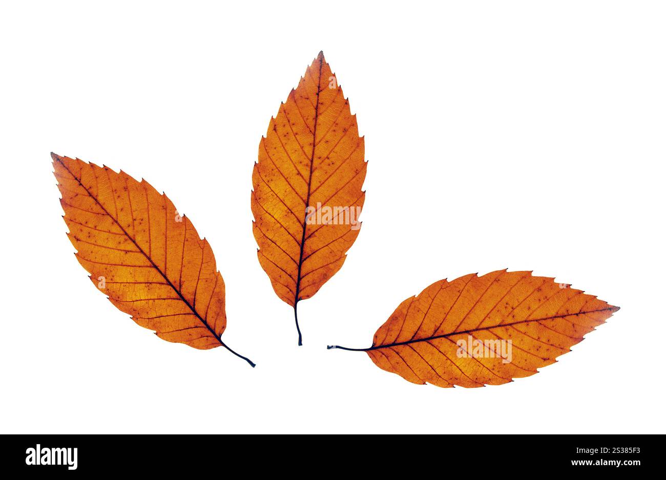 Thanksgiving fall greeting background Cut Out Stock Images & Pictures ...