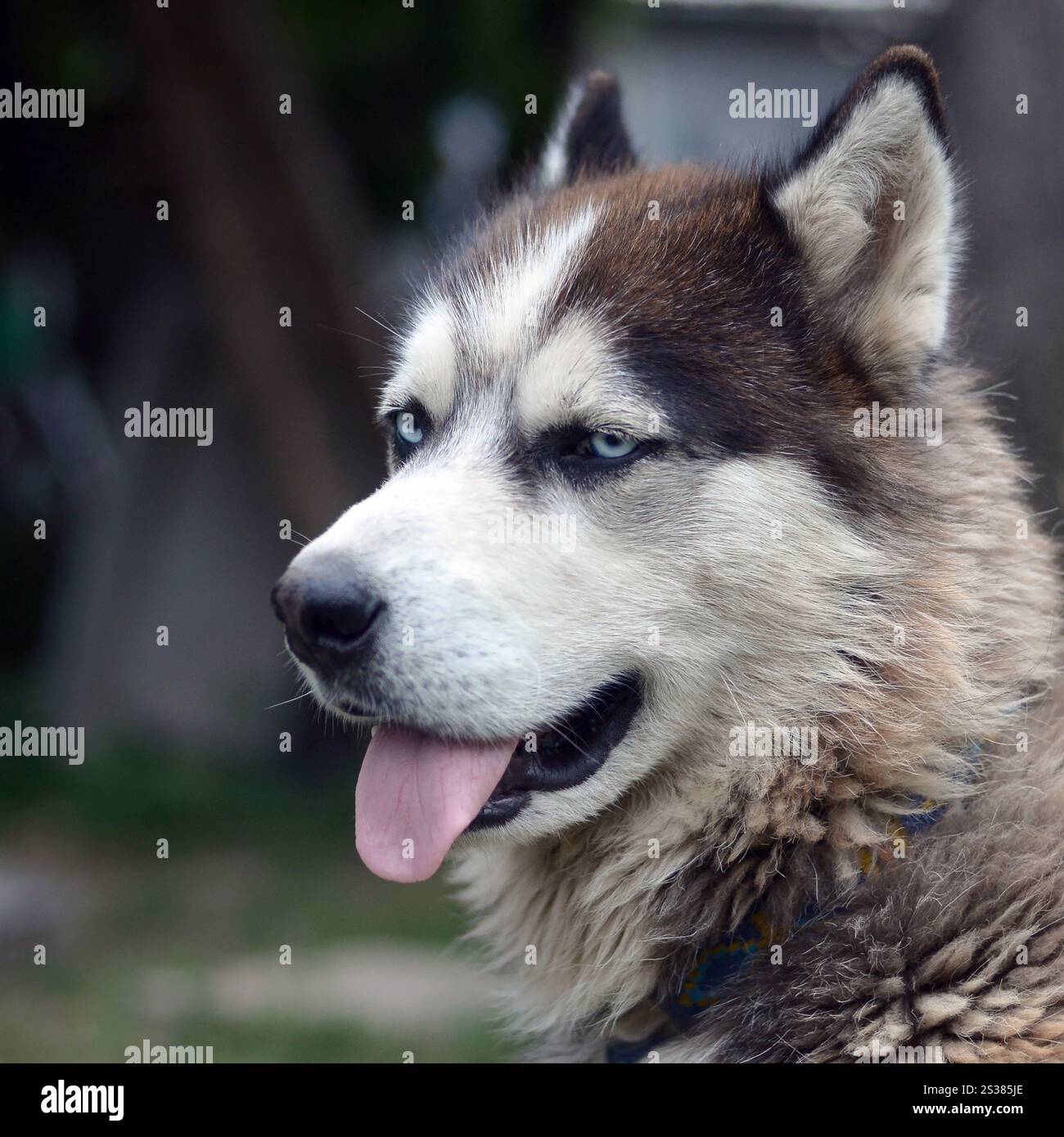 Alaskan Malamute with blue eyes. The Arctic Malamute is a wonderful ...