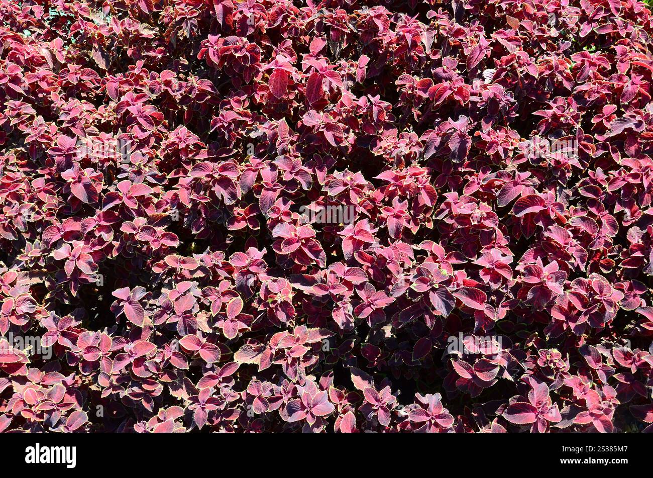 Painted nettle, decorative variegated leaves background. Red, yellow ...