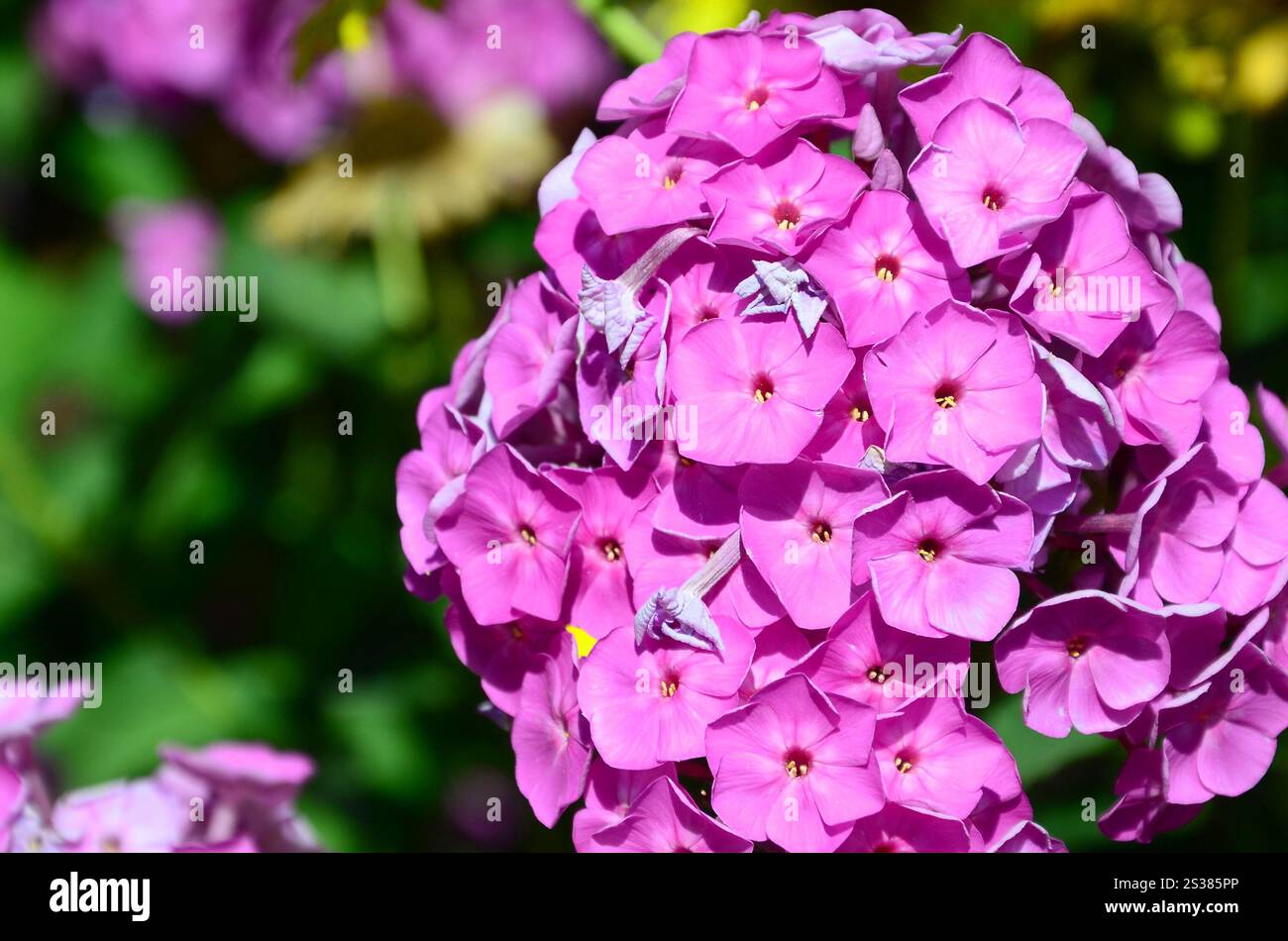Purple garden Phlox paniculata, pink flowers summer background. Floral ...