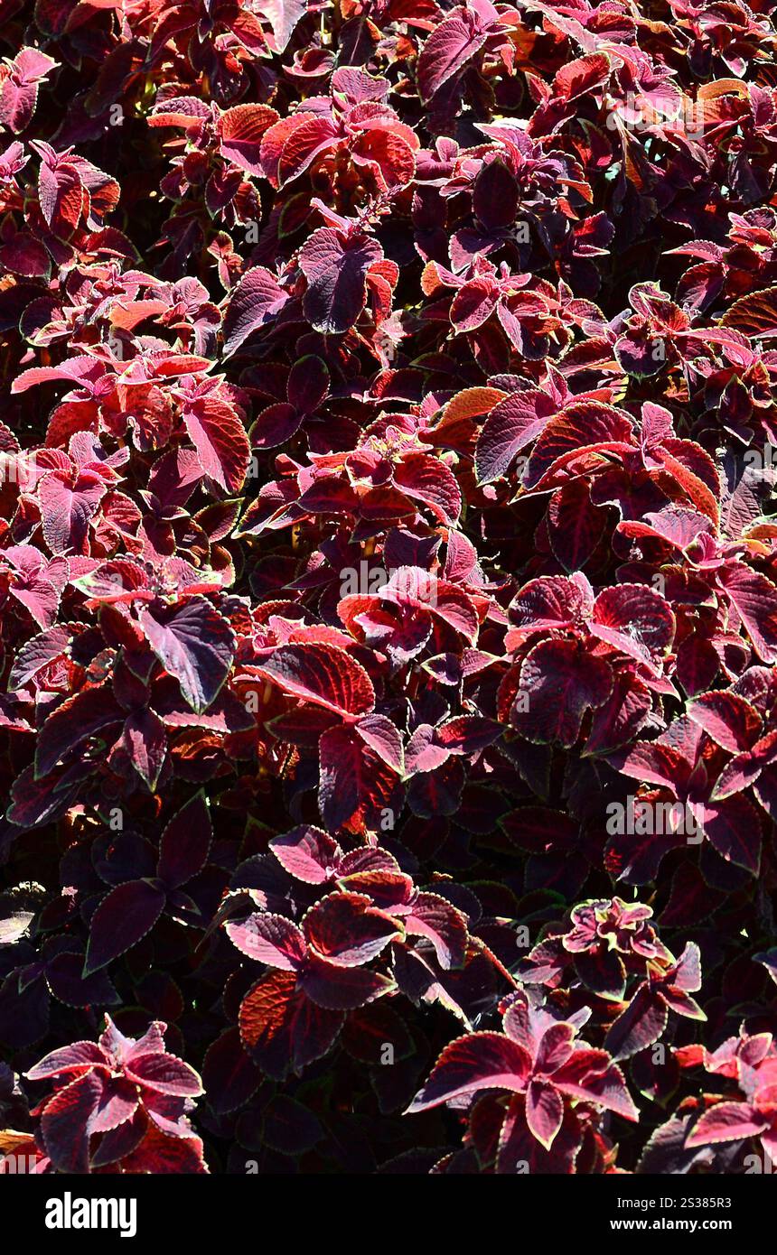 Painted nettle, decorative variegated leaves background. Red, yellow ...