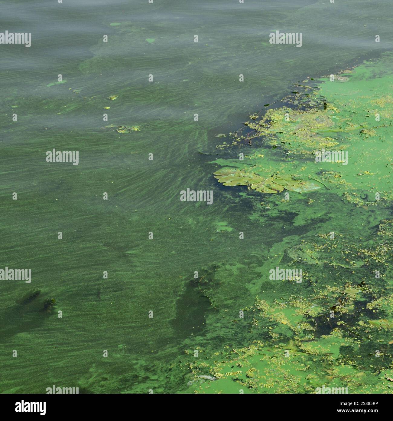 The surface of an old swamp covered with duckweed and lily leaves. Many ...