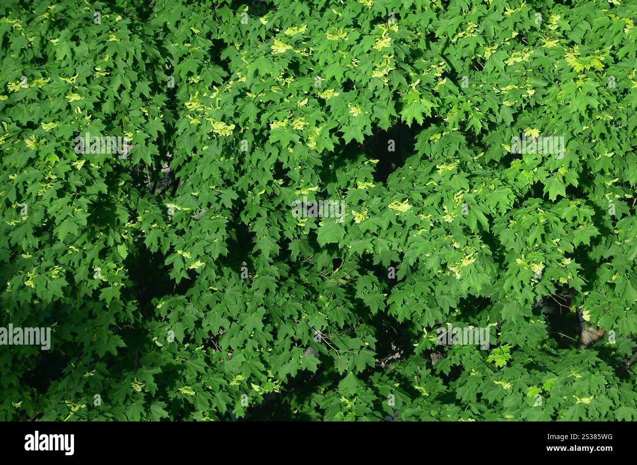 Many green flowering maple trees close up top view. Green flowering ...