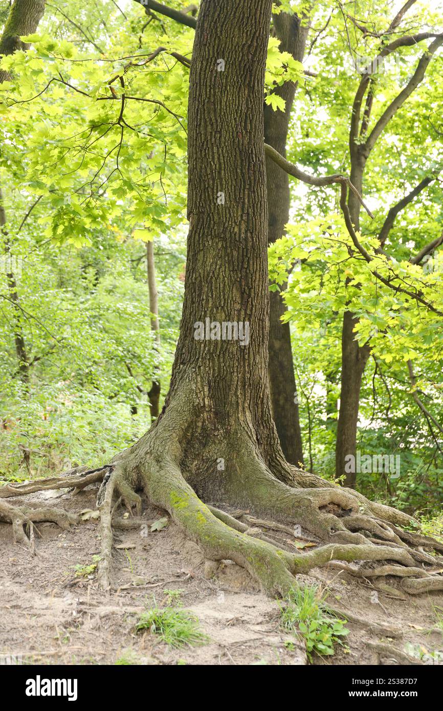 Mighty roots of an old tree in green forest in daytime. Beautiful ...