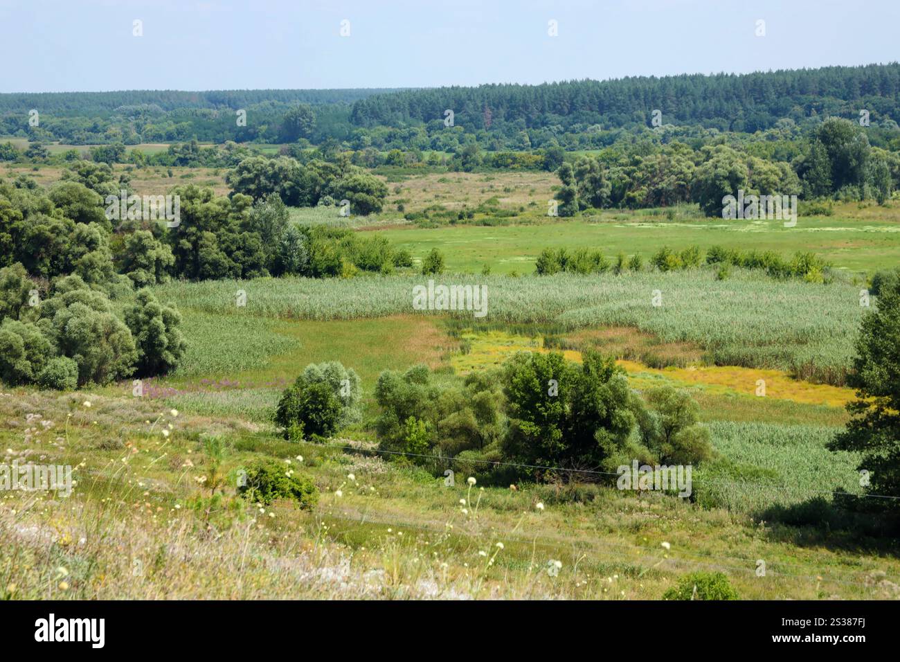 Sunny spring morning on meadow with trees. Scenic rural landscape ...