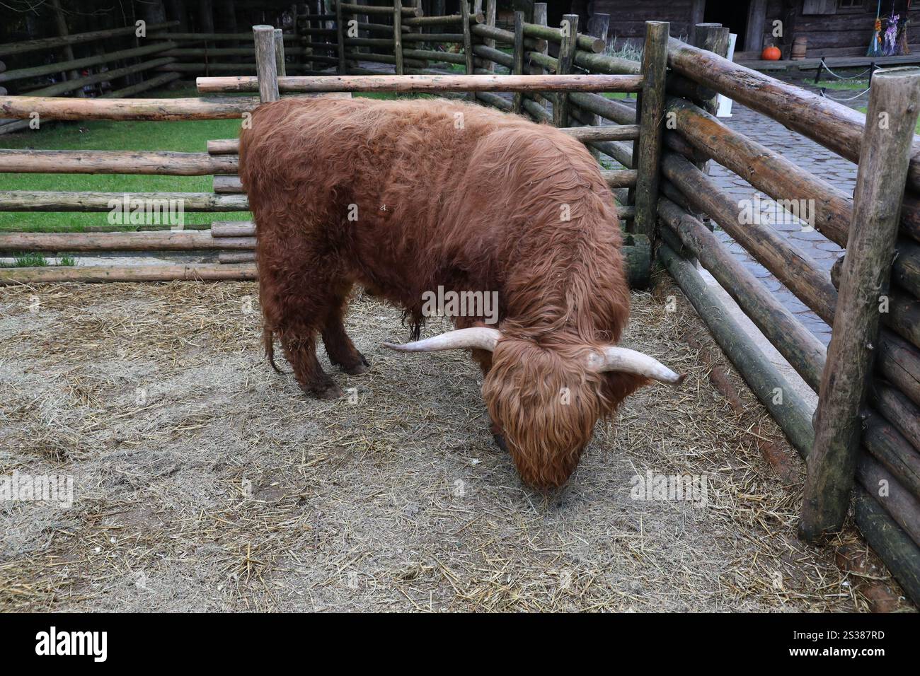 Long horns and a long shaggy coat beef cattle close up. Long horns and ...
