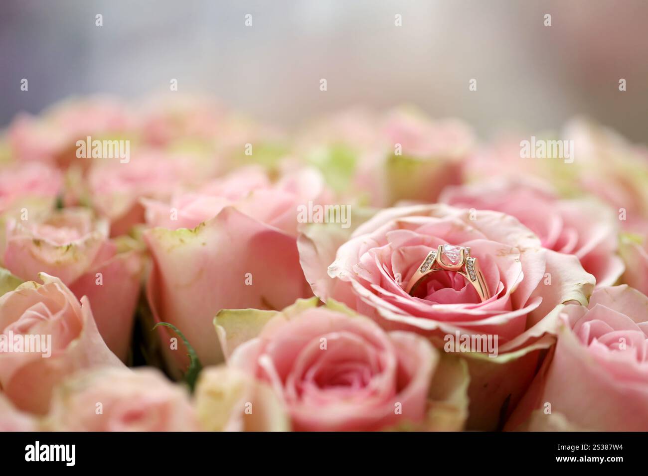 Gold diamond engagement ring in beautiful pink rose flower among big ...