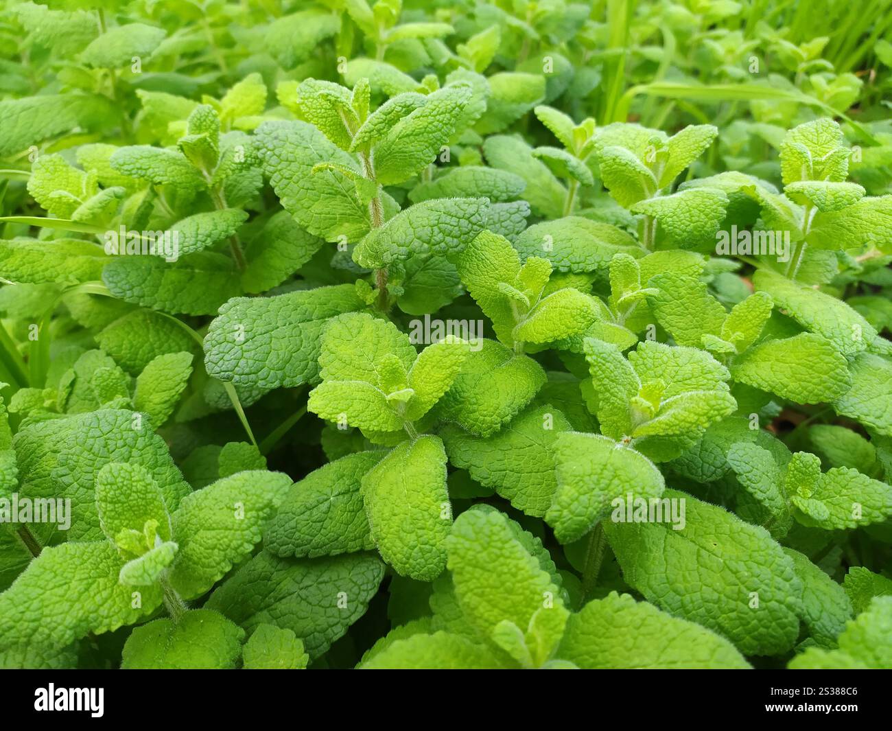 Wild mint in nature. The meadow is covered with lemon balm. Photo. Wild ...