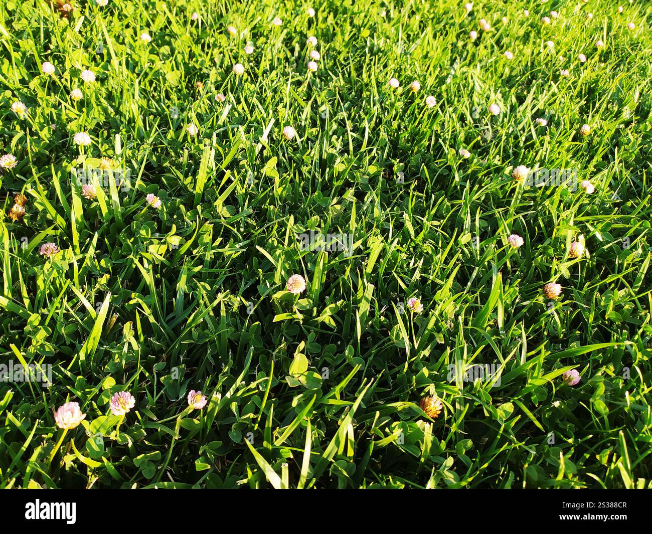 Beautiful green grass with clover close up. Natural background texture ...