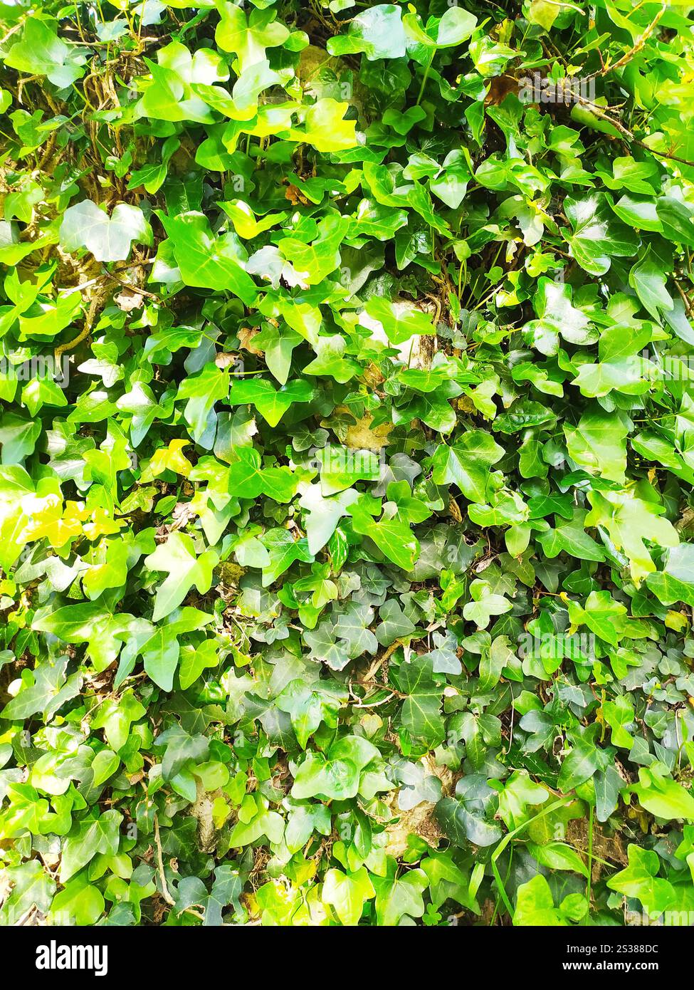 Wall of climbing plants. Foliage texture, greenery, bright spring time ...