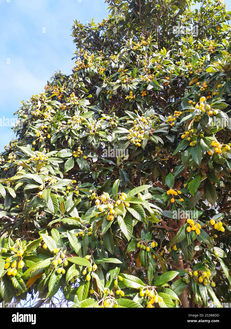 Big trees loquat, nature. Beautiful landscape with a tree. Photo. Big ...