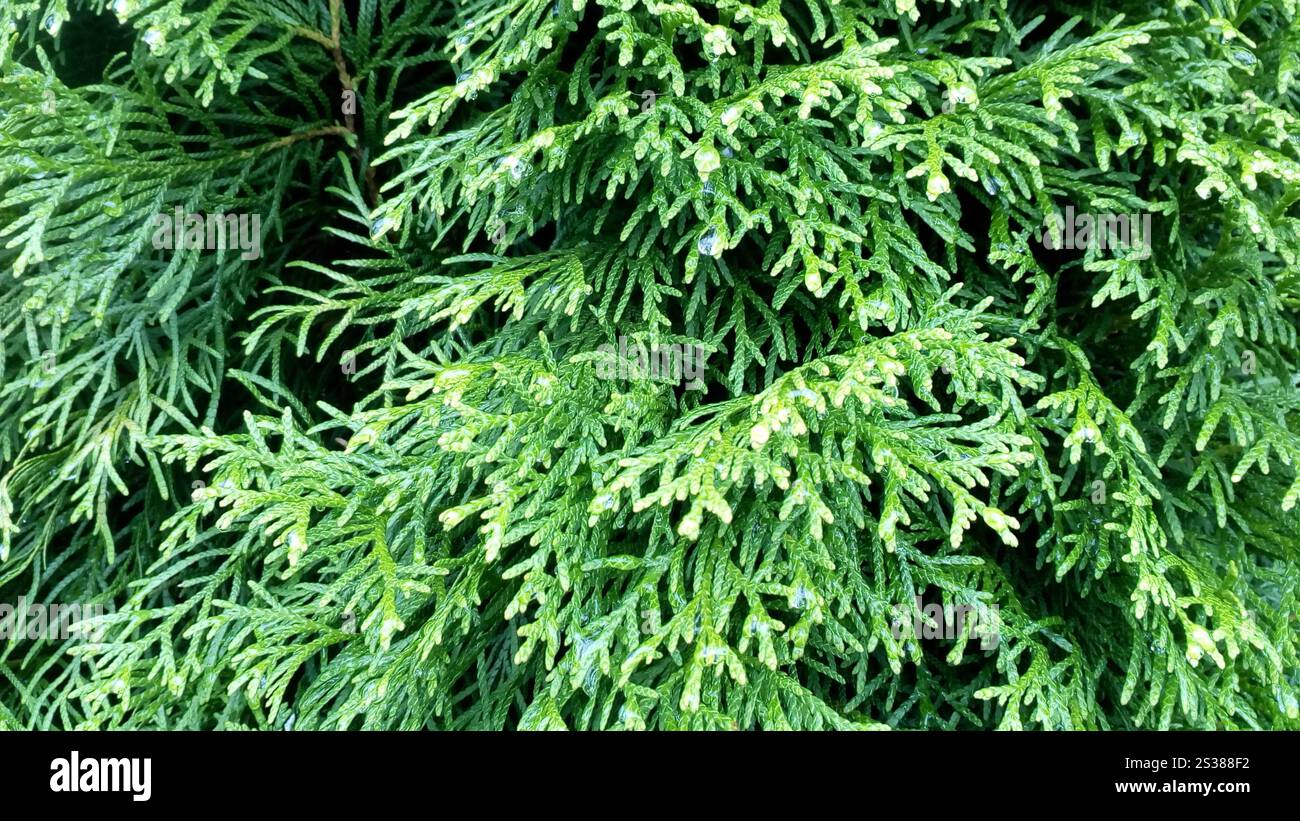Conifer texture, thuja leaves closeup green nature horizontal photo ...