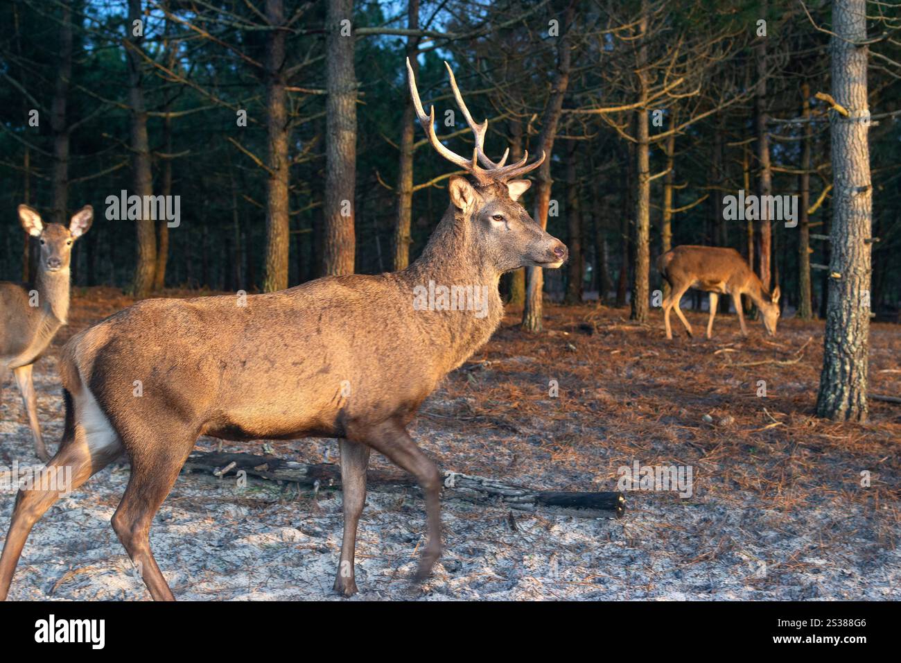 Deer male with big antlers in the natural park. Wildlife photo stag ...