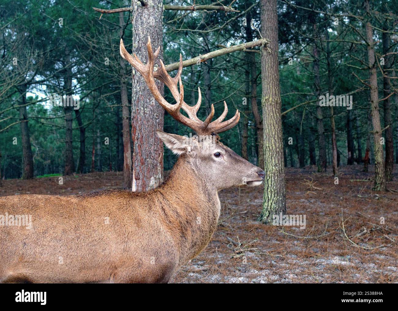 Deer male with big antlers in the natural park. Wildlife photo stag ...
