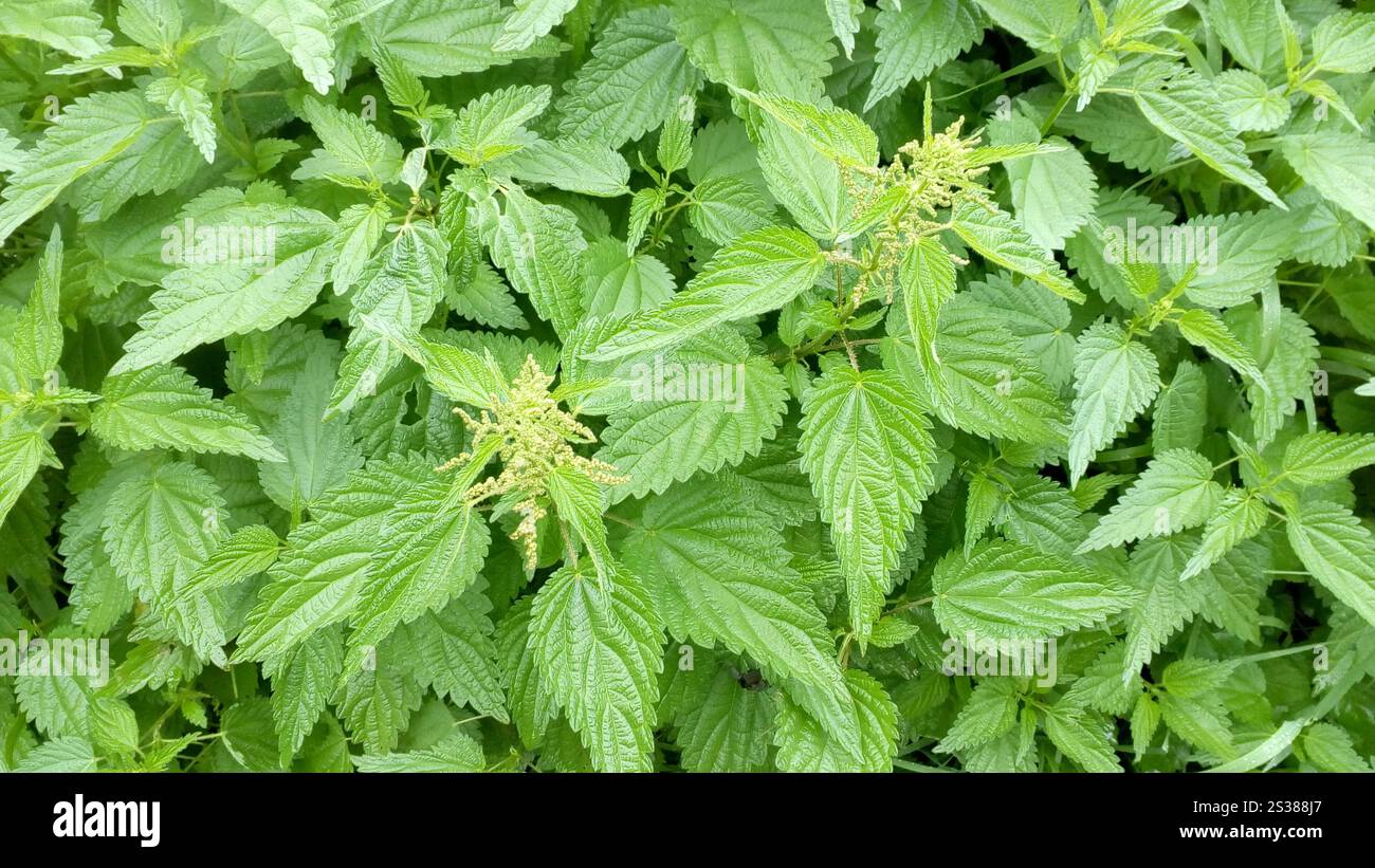 Nature wild plants nettle bush Stock Photo - Alamy