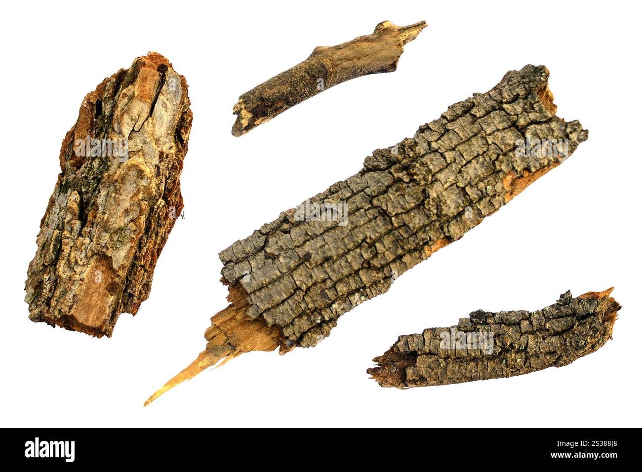 Old parts autumn branches twigs and bark wood tree isolated on white ...