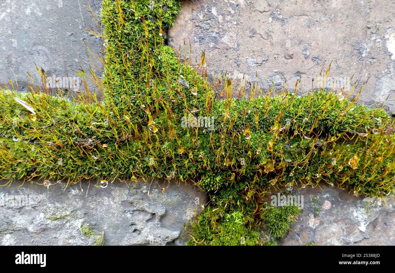 Background photo texture forest hi-res stock photography and images - Alamy