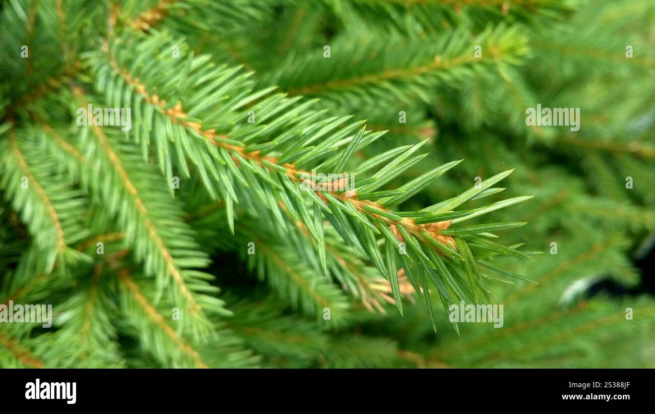 Macro photo of branches of spruce tree design element for Christmas ...