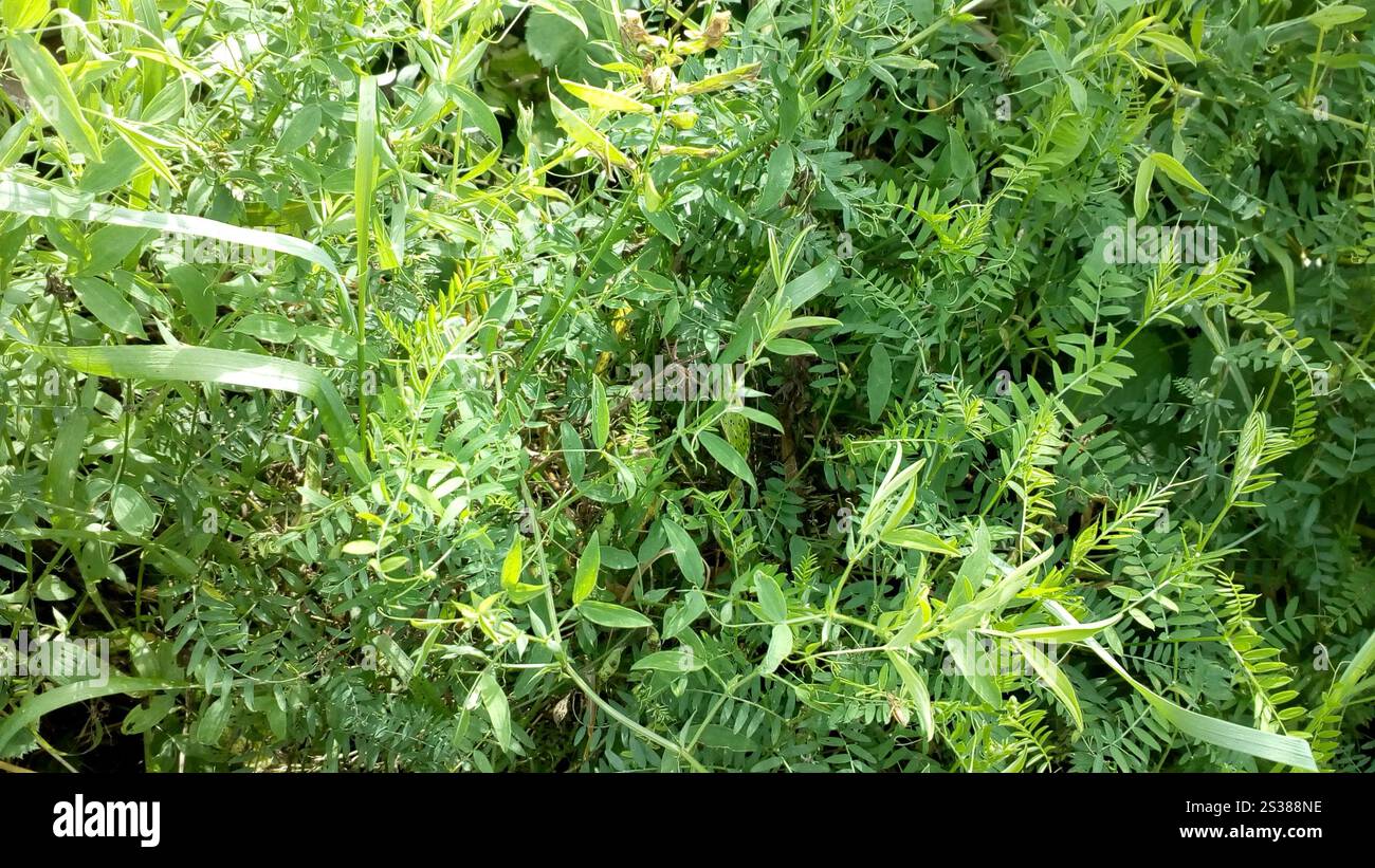 Wild grass texture with meadow wildlife with plants Stock Photo - Alamy