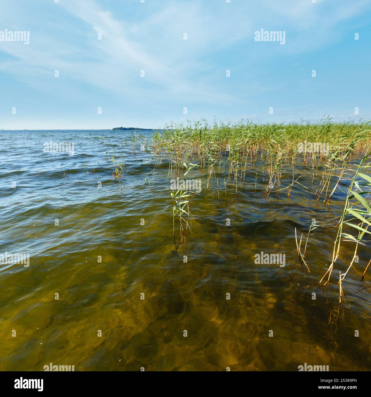 Summer rushy lake view (Svityaz, Shatsky National Natural Park, Ukraine ...