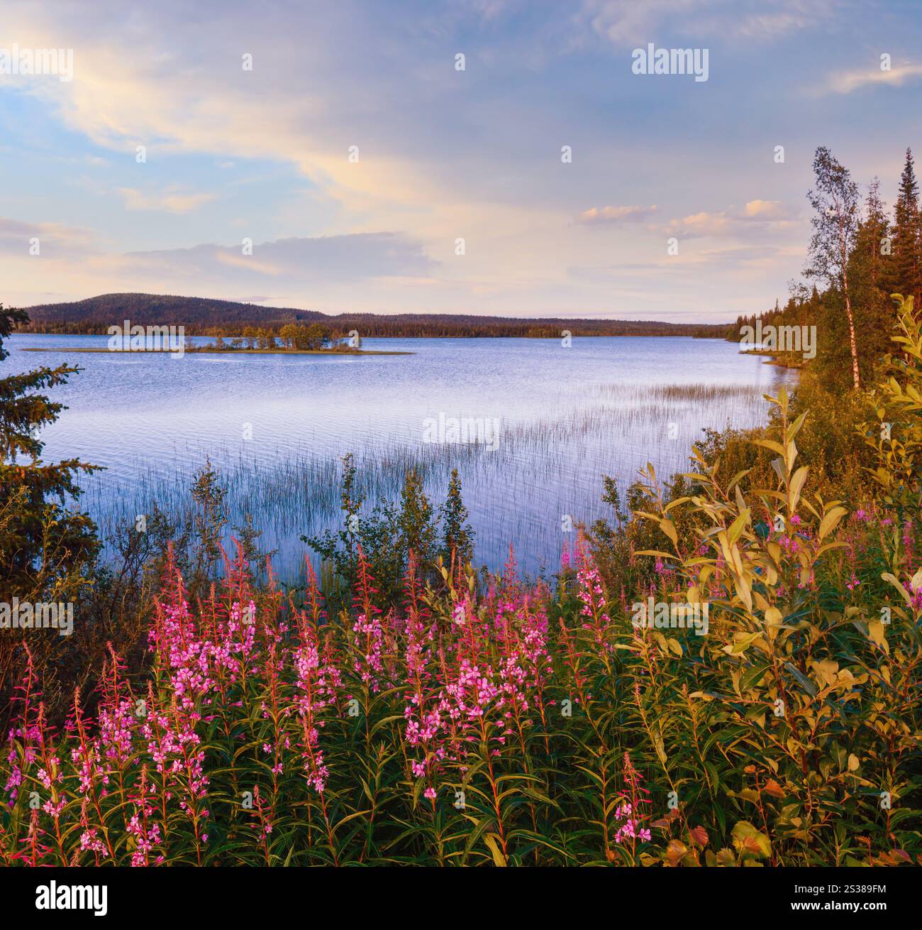 Lake summer view with pink flowers in front (Sweden Stock Photo - Alamy