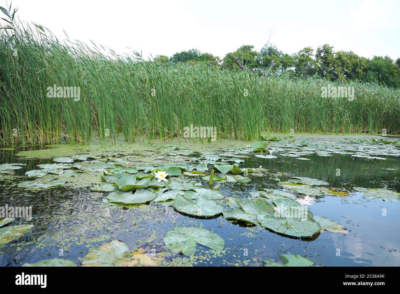 White lotus lily flower with yellow pollen and green round leaves on ...