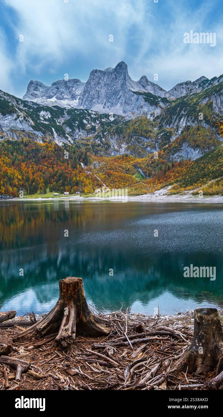 Tree stumps after deforestation near hinterer gosausee lake hi-res ...